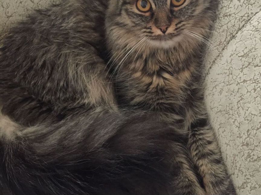 Кошка в дар