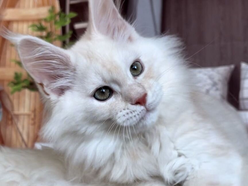 Мейн-кун шикарный котенок