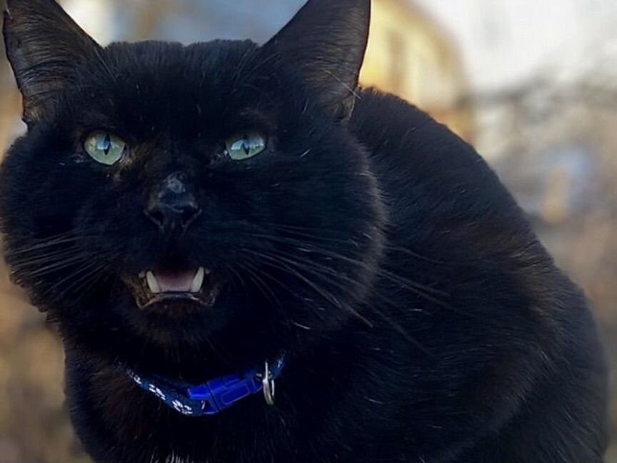 Бронь на котят