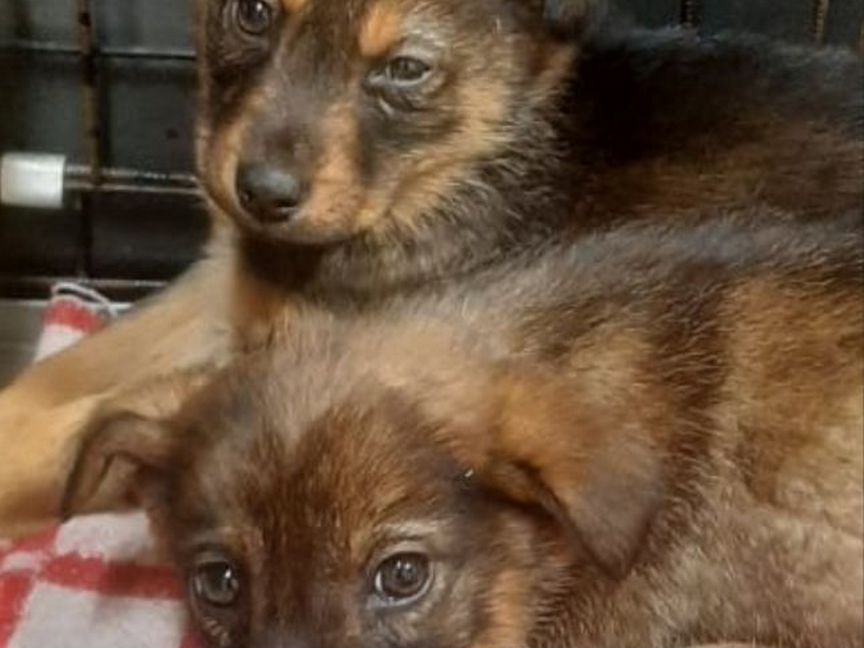 Собака в добрые руки отдам бесплатно