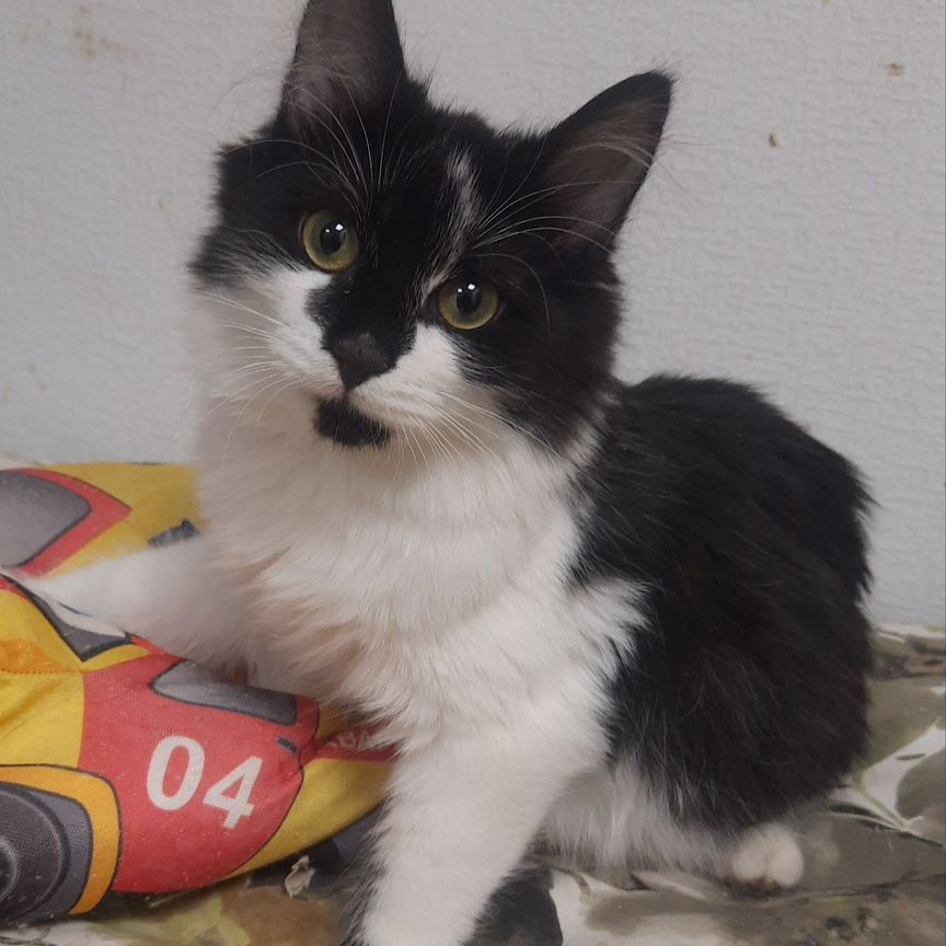 Котенок