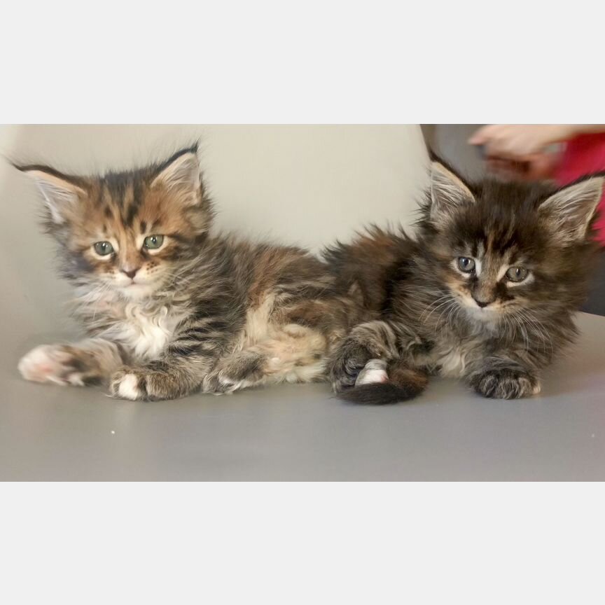 Котята мейн-кун