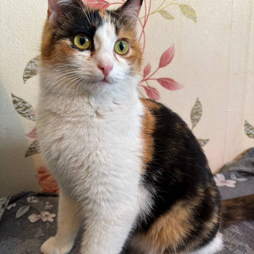 Кошка
