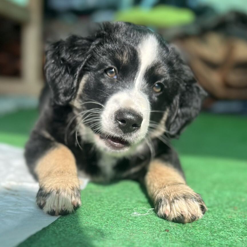 Щенки в добрые руки