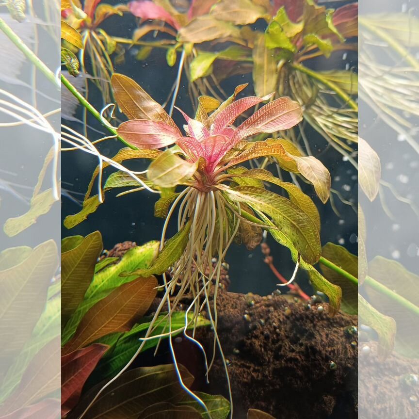 Детки" эхинодоруса "В Свете Требований"