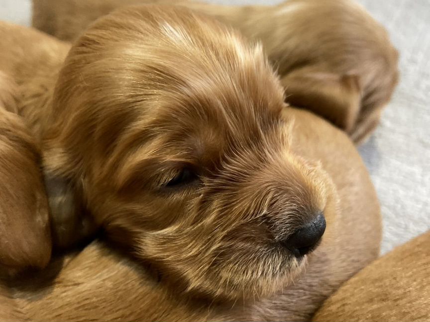 Английский кокер спаниель