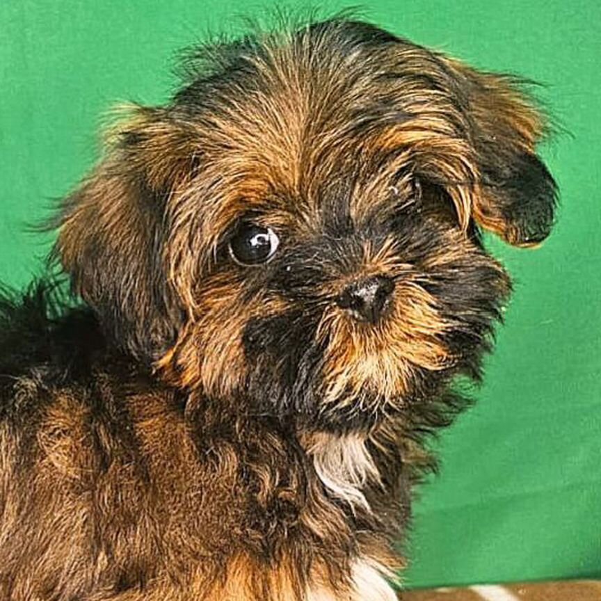 Мальтипу, щенок