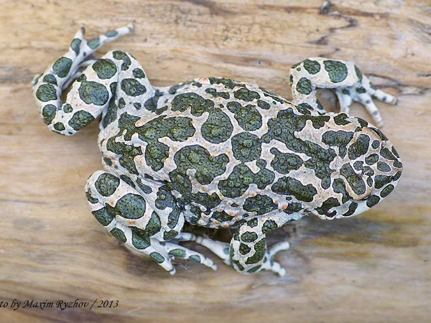 Жаба зеленая Bufotes viridis Laurenti