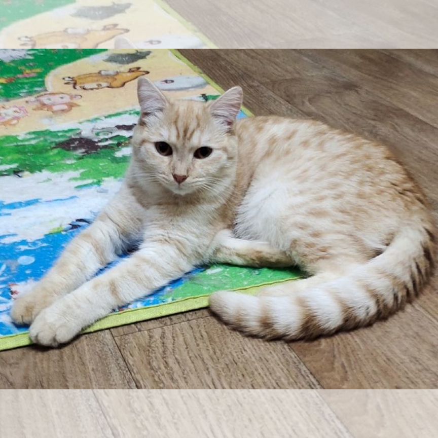 Взрослый кот в добрые руки