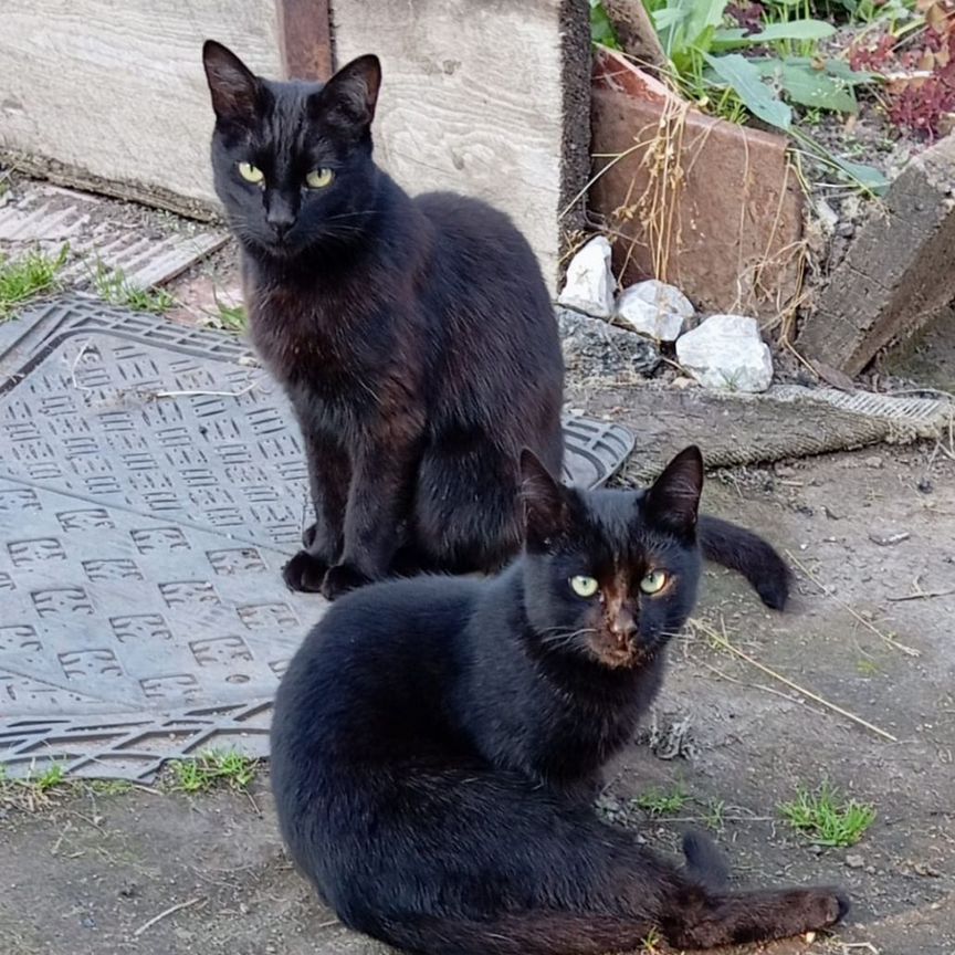 Котик и мамочка