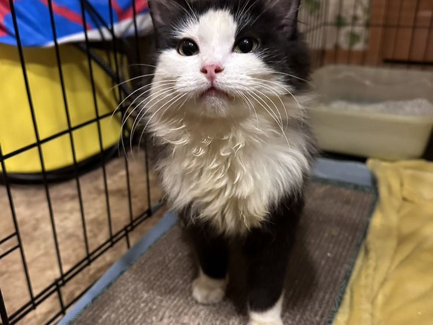 Котенок Пух В дар