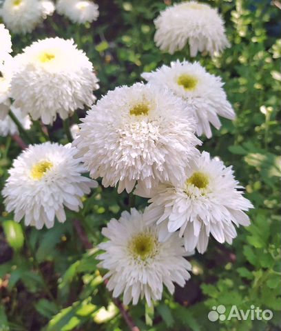 Нивяник, ромашка крупная, махровый и обычный купить в Казани | Товары ...