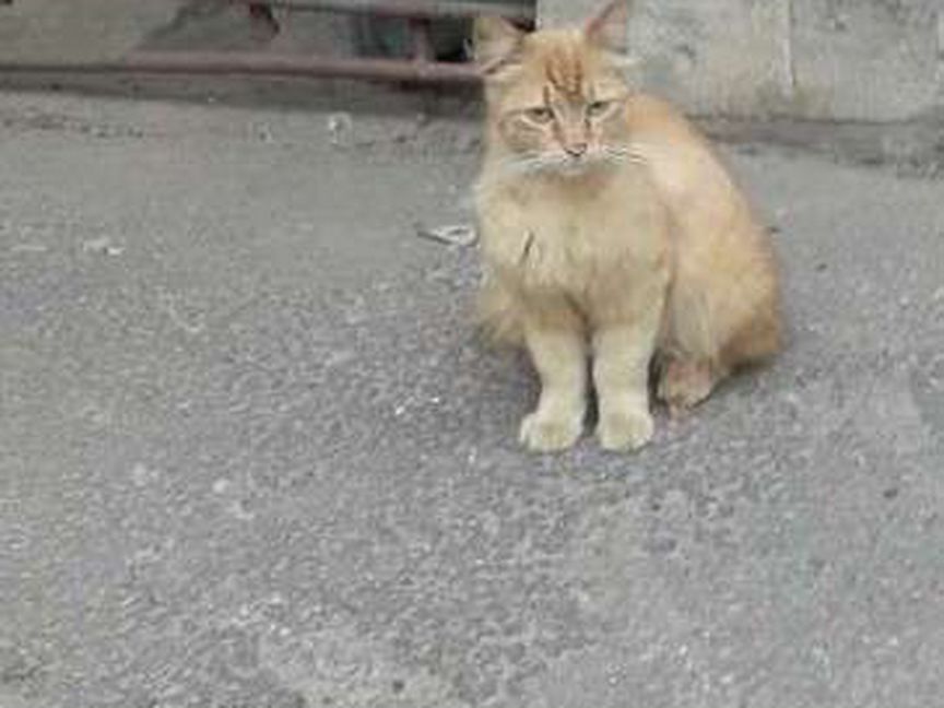 Рыжий пушистый кот