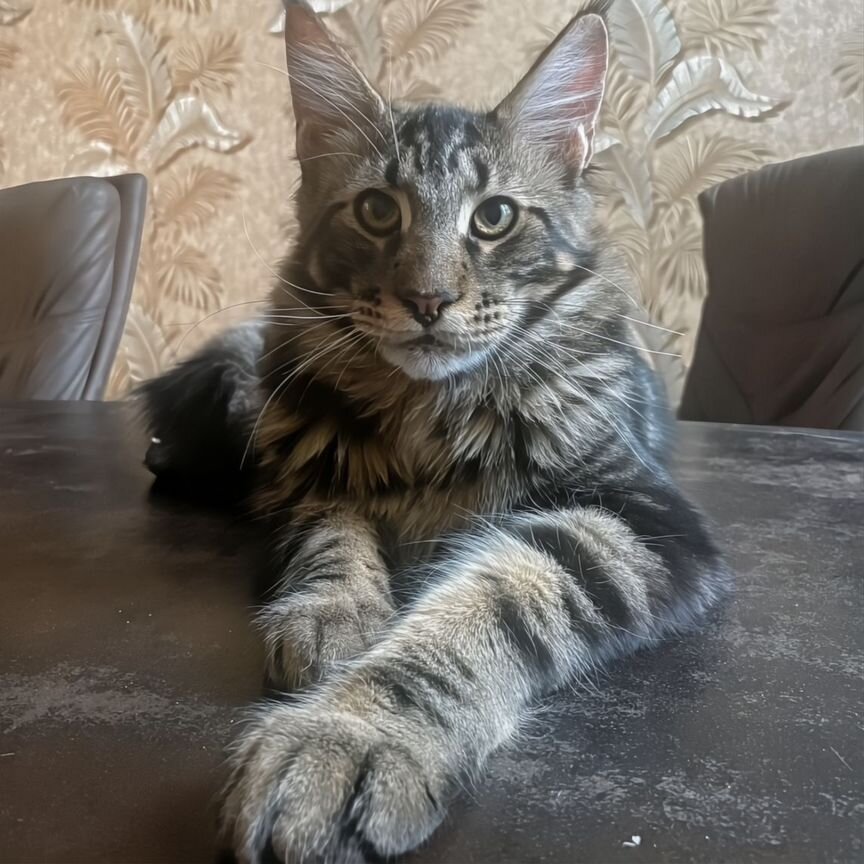 Мейн-кун, взрослый кот