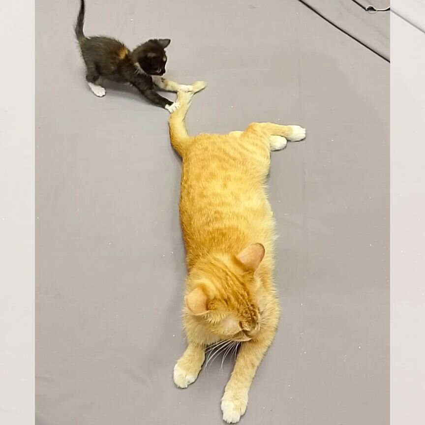 Котята в добрые руки бесплатно