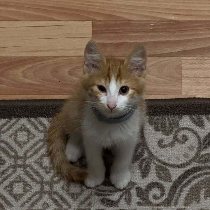 Котенок в добрые руки