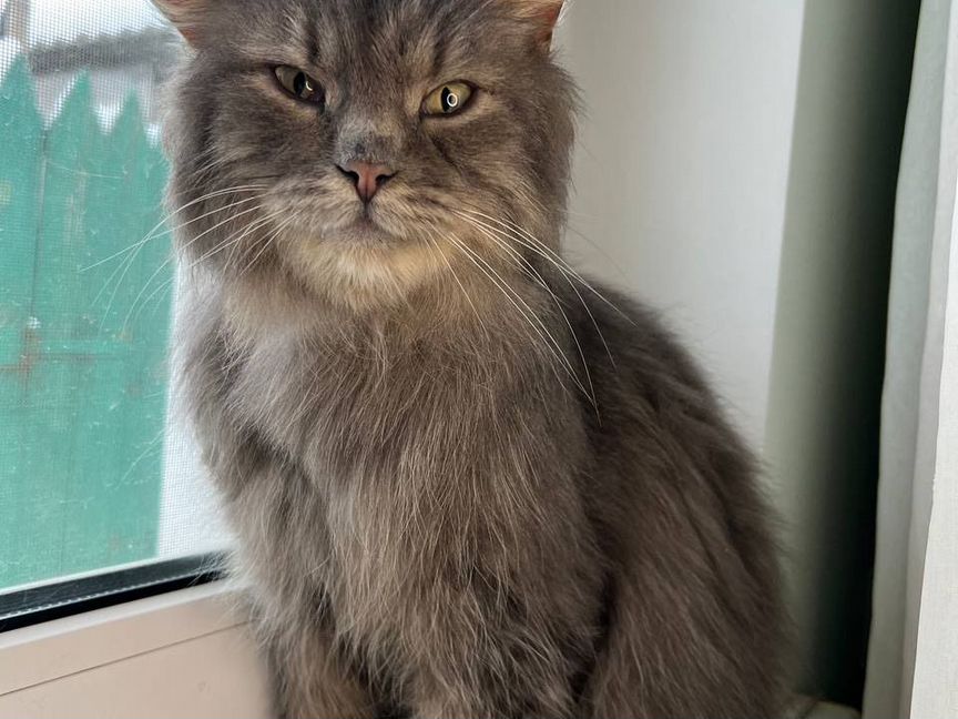 Кот пушистый в добрые руки бесплатно