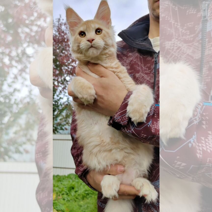 Красный кот на серебре