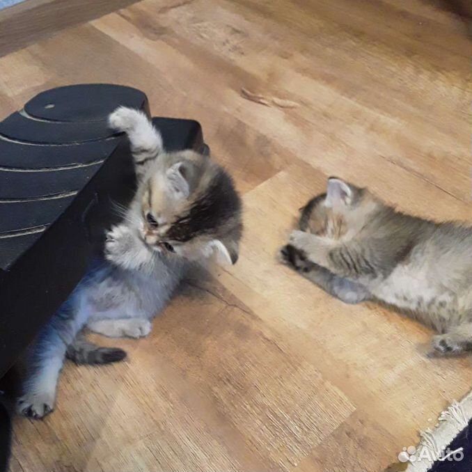 Британские котята шиншилы