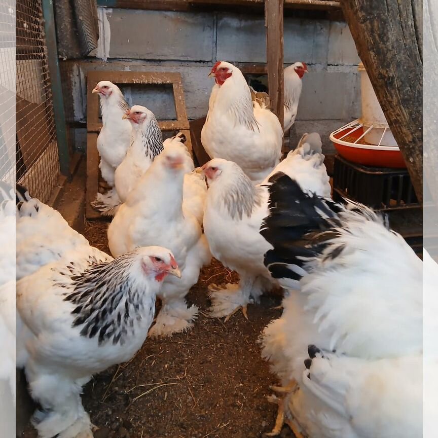 Брама колумбийская