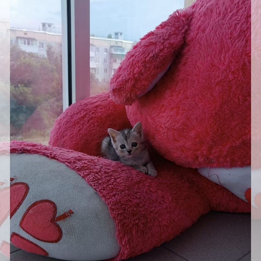 Котята