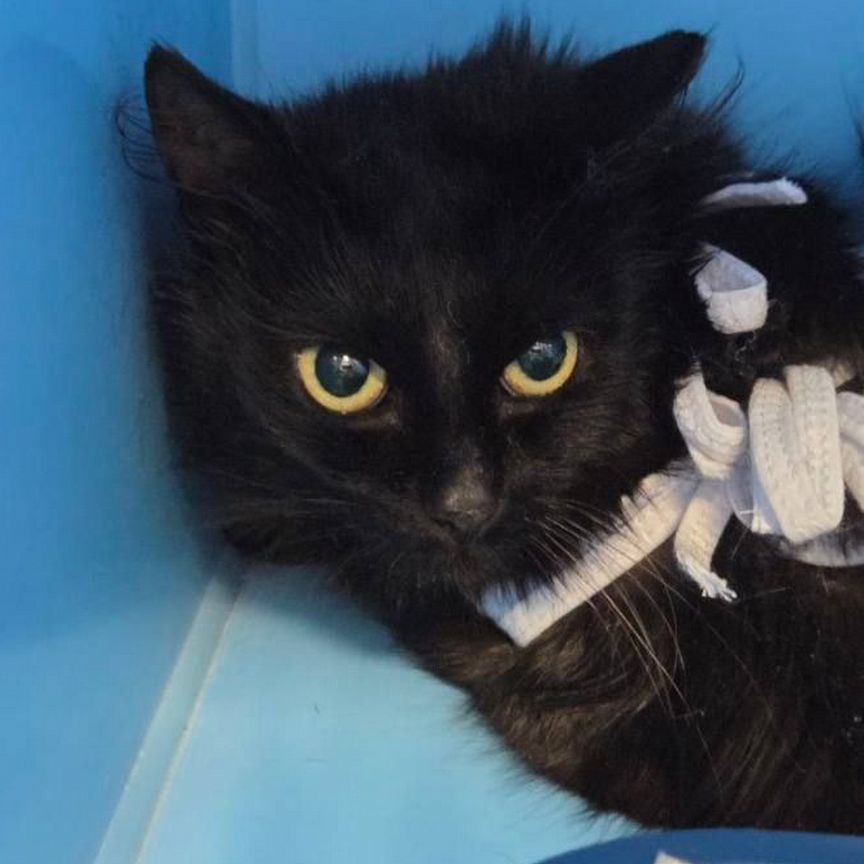 Взрослая, кошка в добрые руки