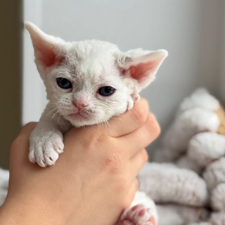 Девон-рекс котёнок