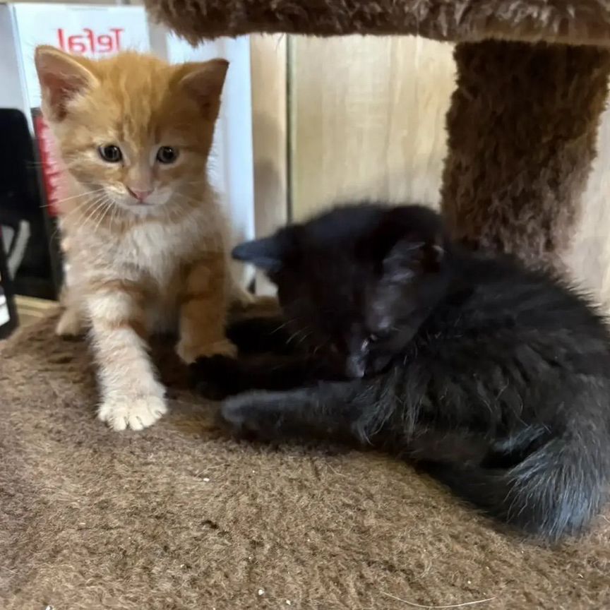 Котёнок в добрые руки