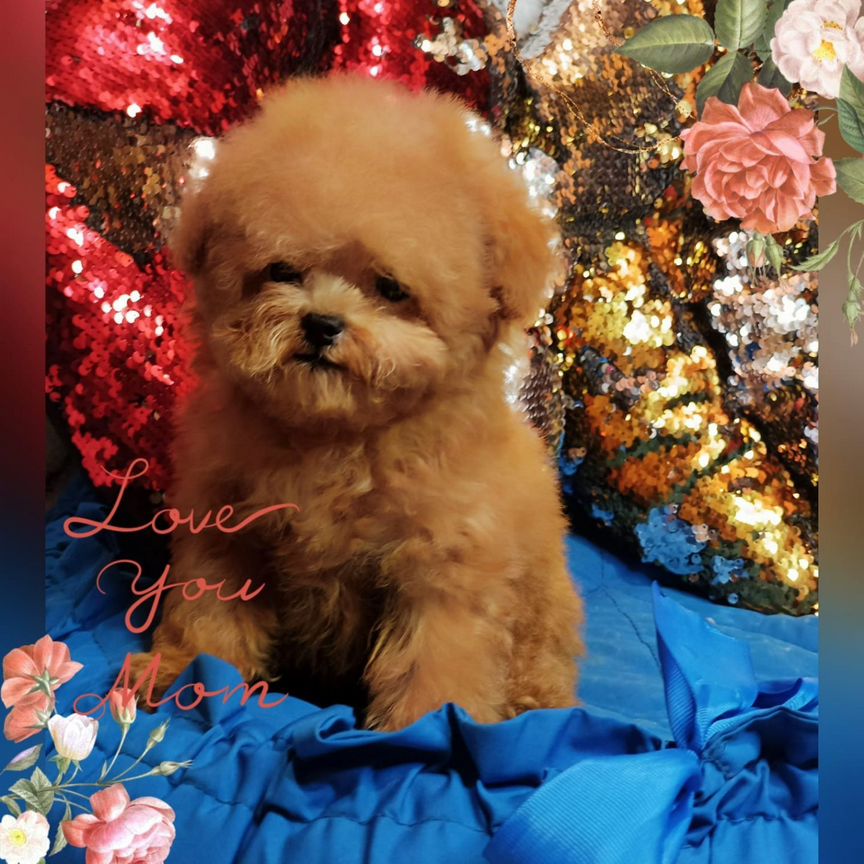 Тикап Тедди пудель