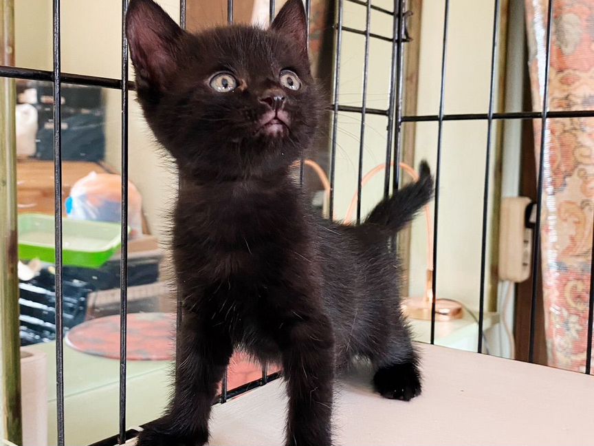 Ручной чёрный котёнок мальчик 2 мес