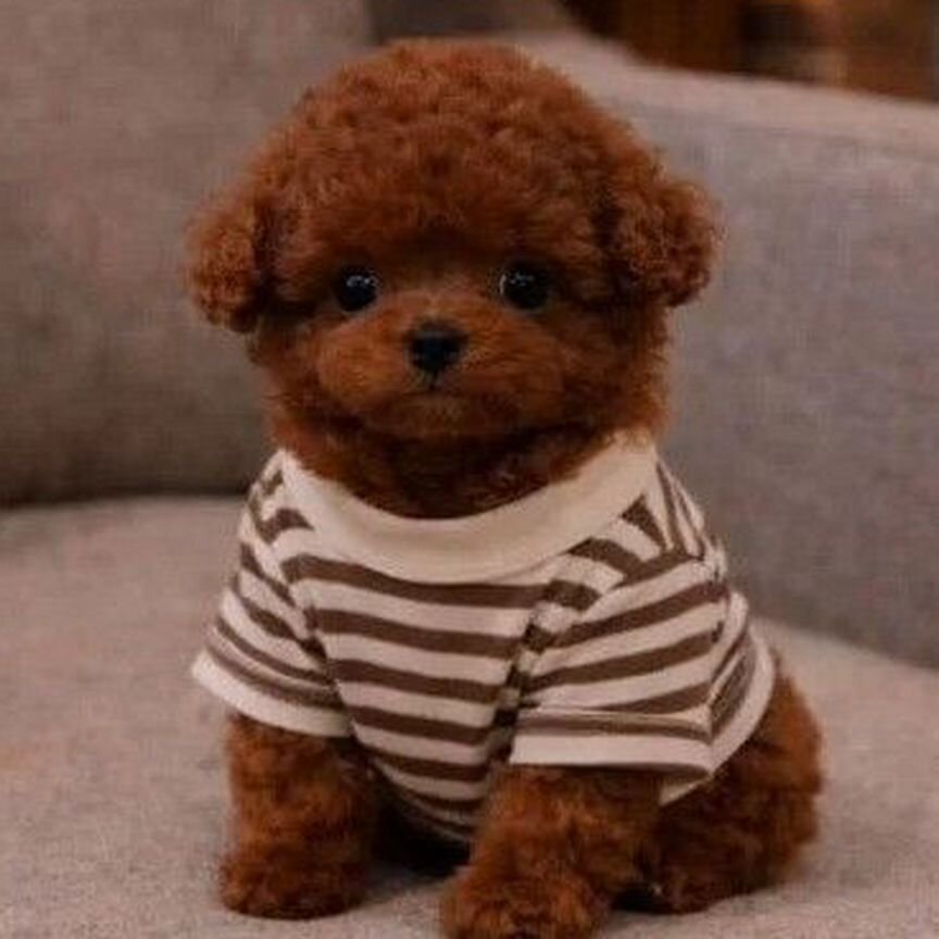 Той-пудель, щенок