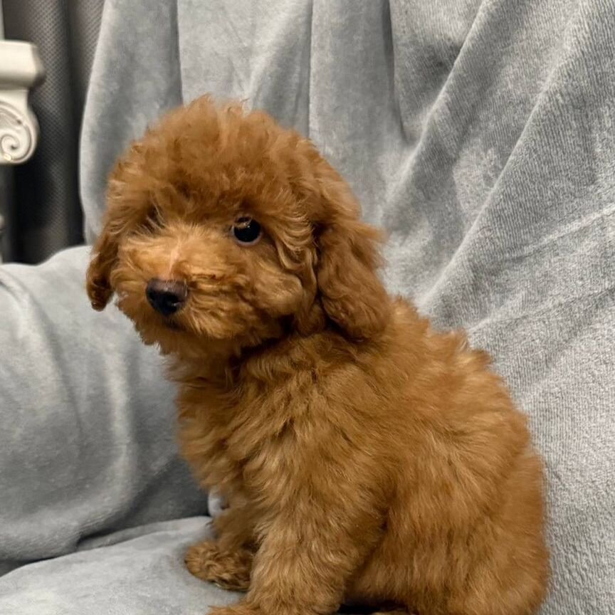 Мальтипу, щенок