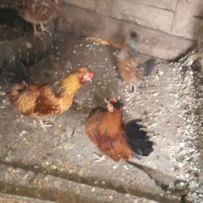 Курицы бентамки