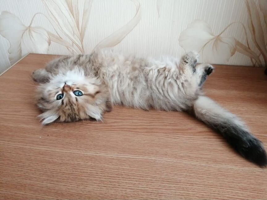 Британские котята золотая шиншилла