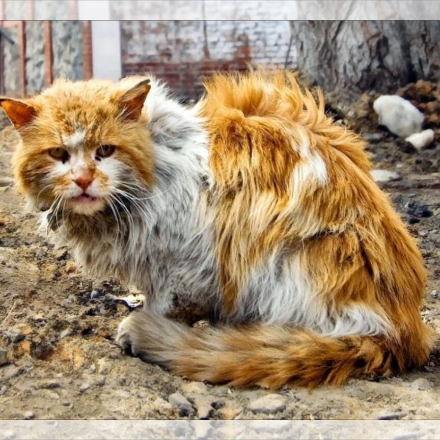 Взрослый кот в добрые руки