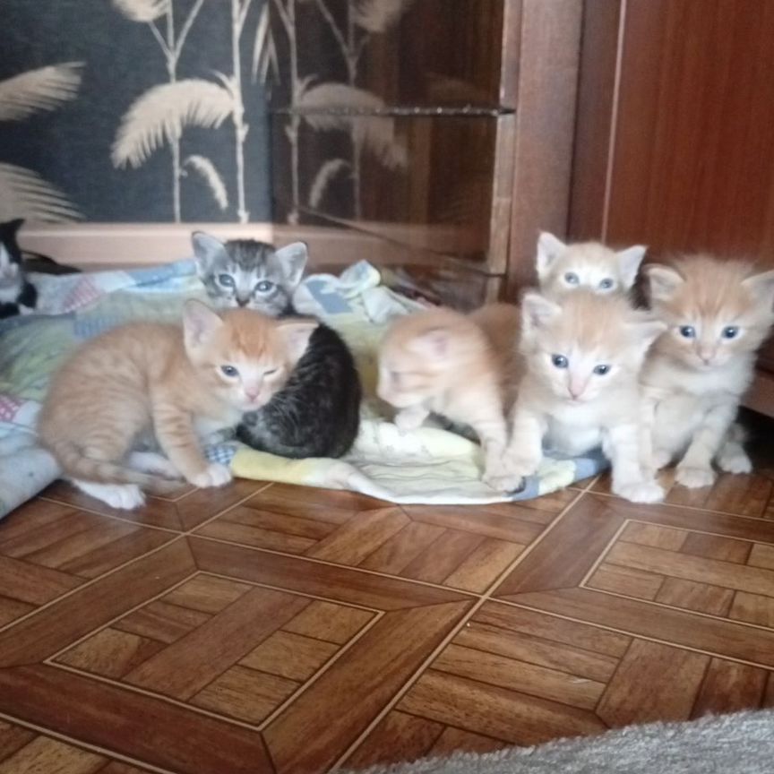 Котята в добрые руки