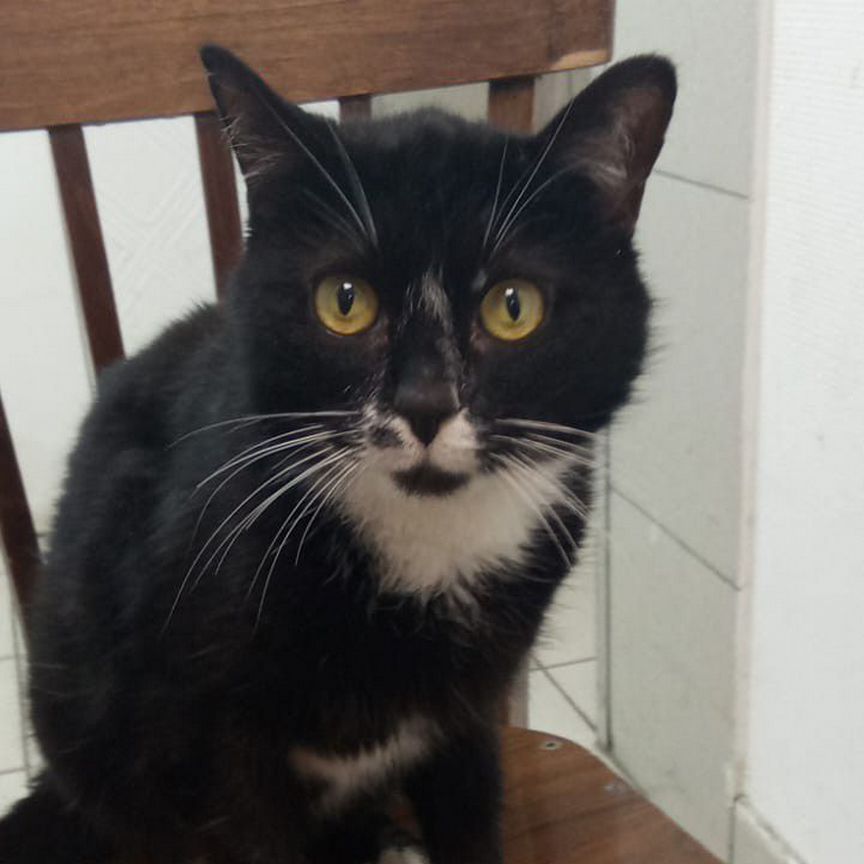 Котик Моцарт в добрые руки