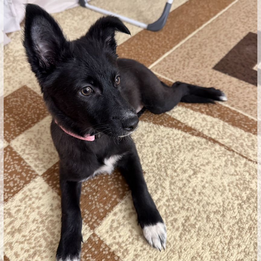 Щенок в добрые руки