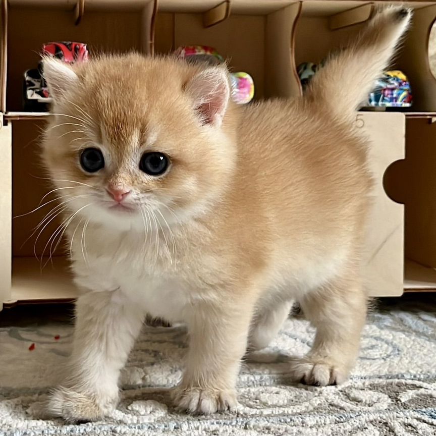 Британский короткошёрстный котёнок