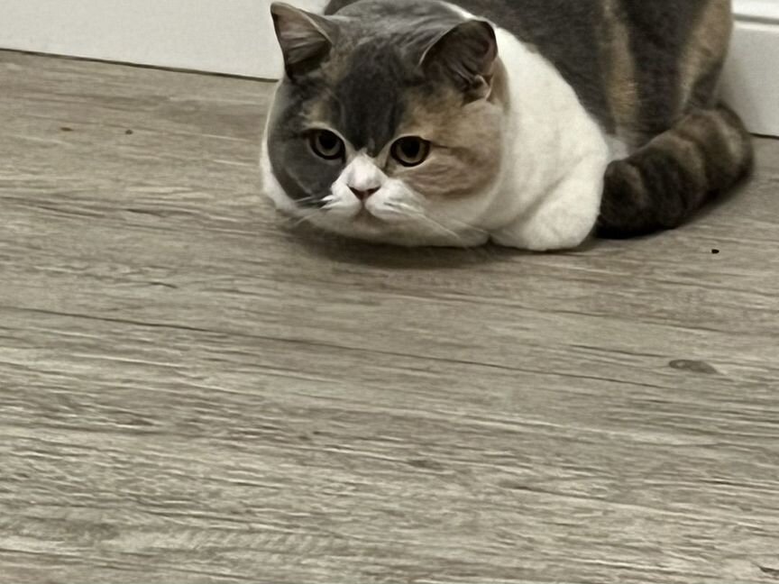 Британская кошечка