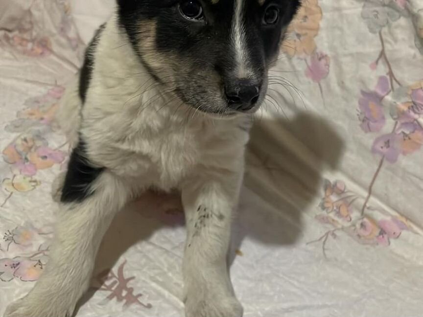 Кутенок 2 месяца в приюте