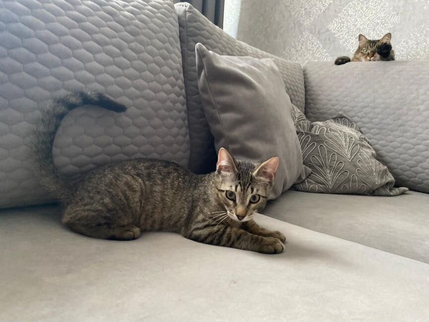 Серо-полосатый котёнок девочка Турандот