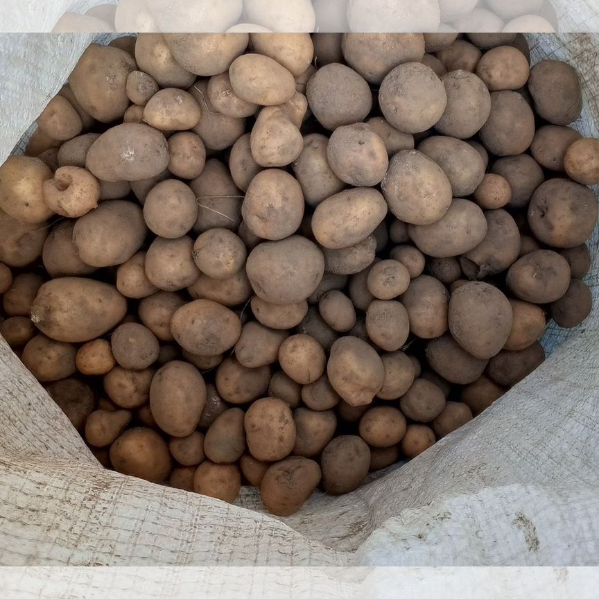 Картошка на корм мелкая