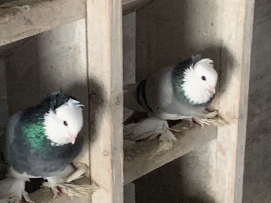 Голуби таджики узбеки