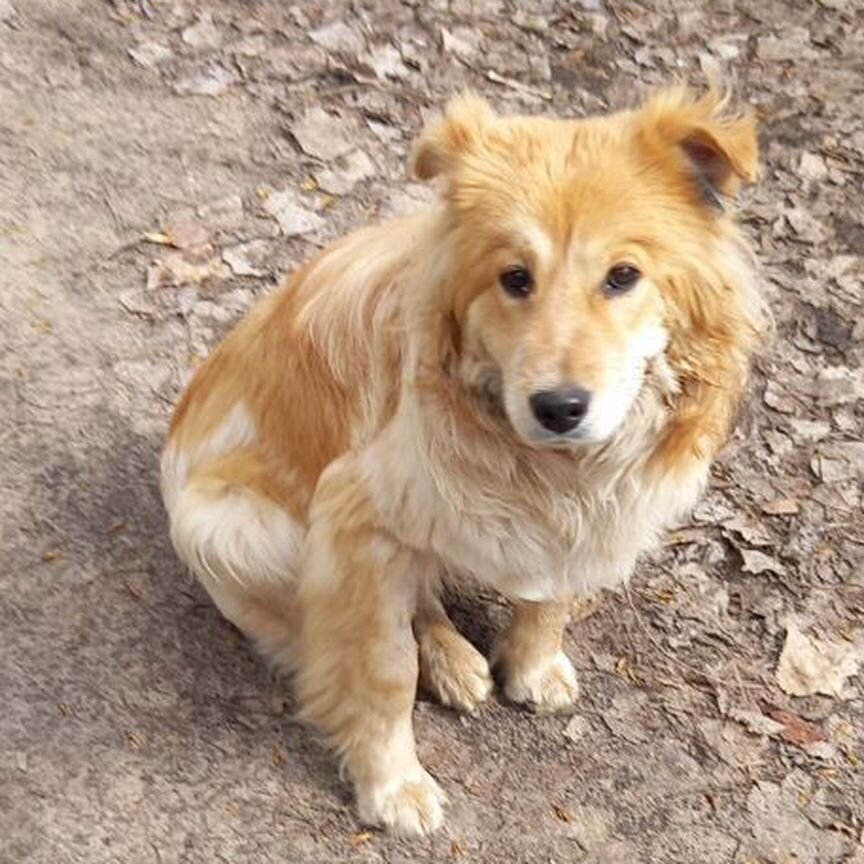 Взрослая собака в добрые руки