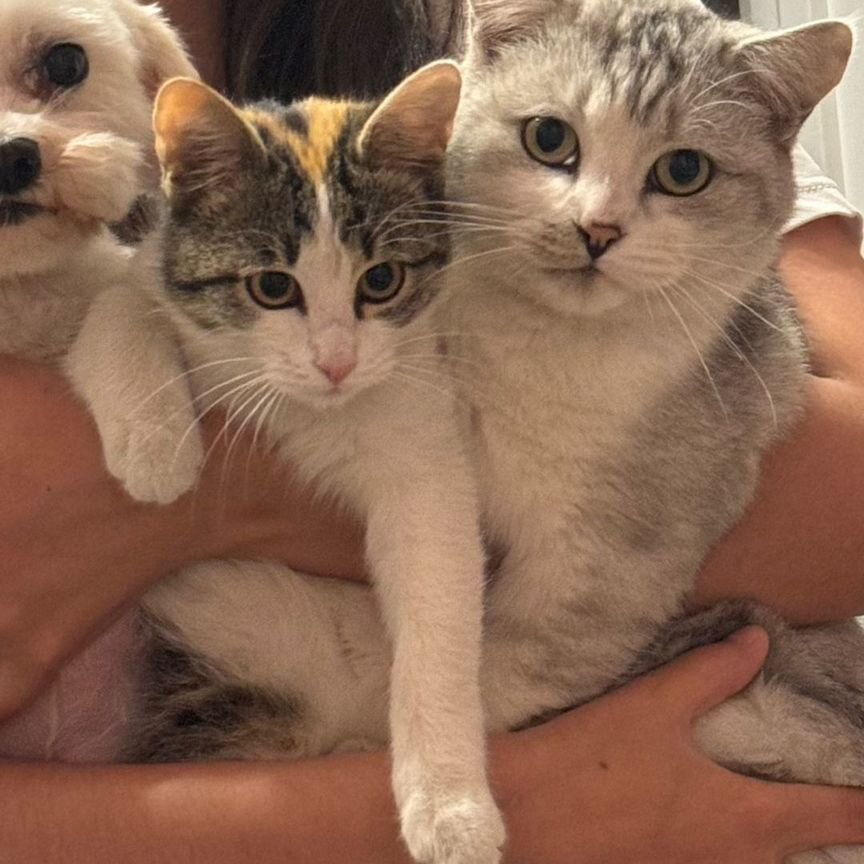 В самые добрые руки