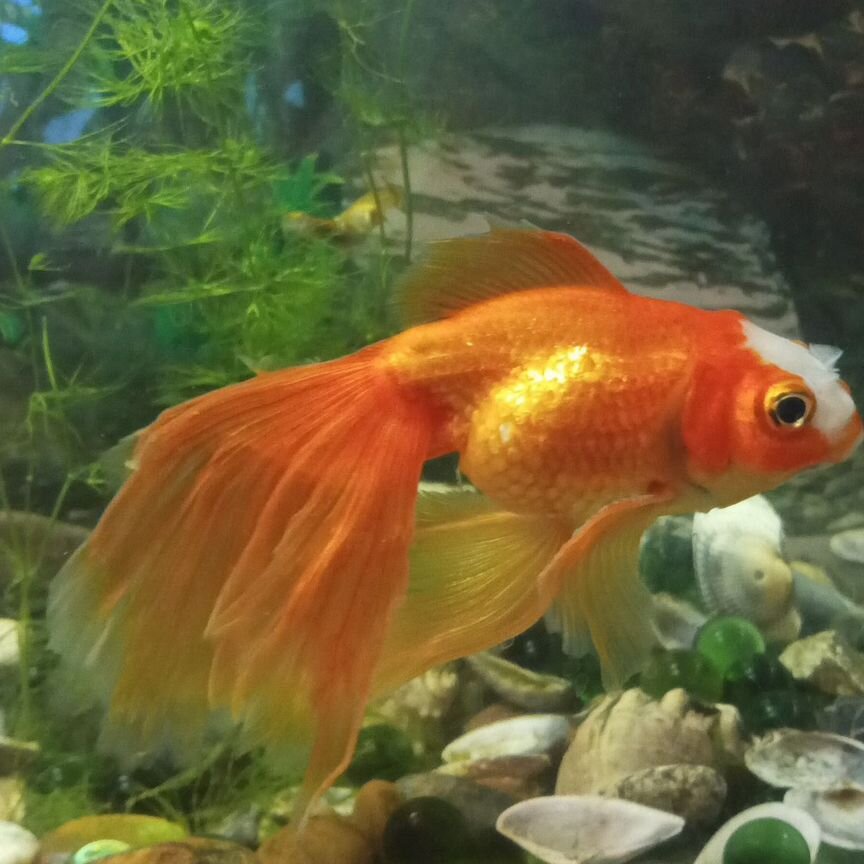 Золотая рыбка