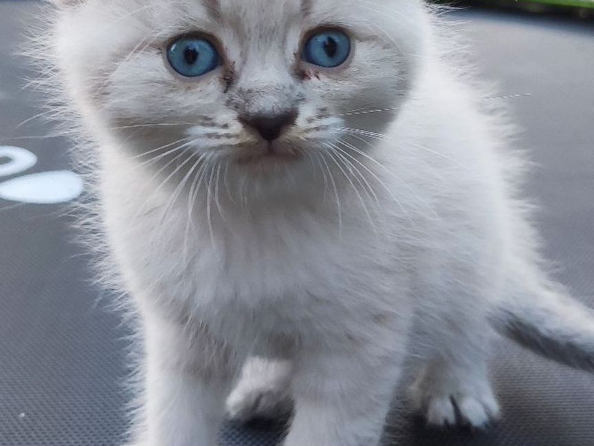 Котята в добрые руки приучены к лотку