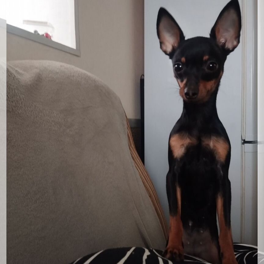 Русский той-терьер, взрослая собака