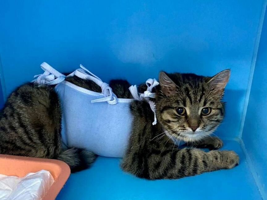 Кошку выпустят на улицу, бесплатно кошка